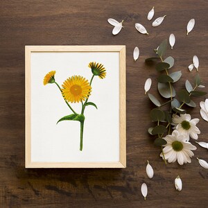 Daisy Print, Flower Art, Yellow Flower Print, Botanical Prints, Nature ...