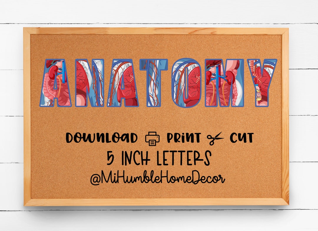 Anatomy Bulletin Board-digital File- Back to School, Classroom Decor ...