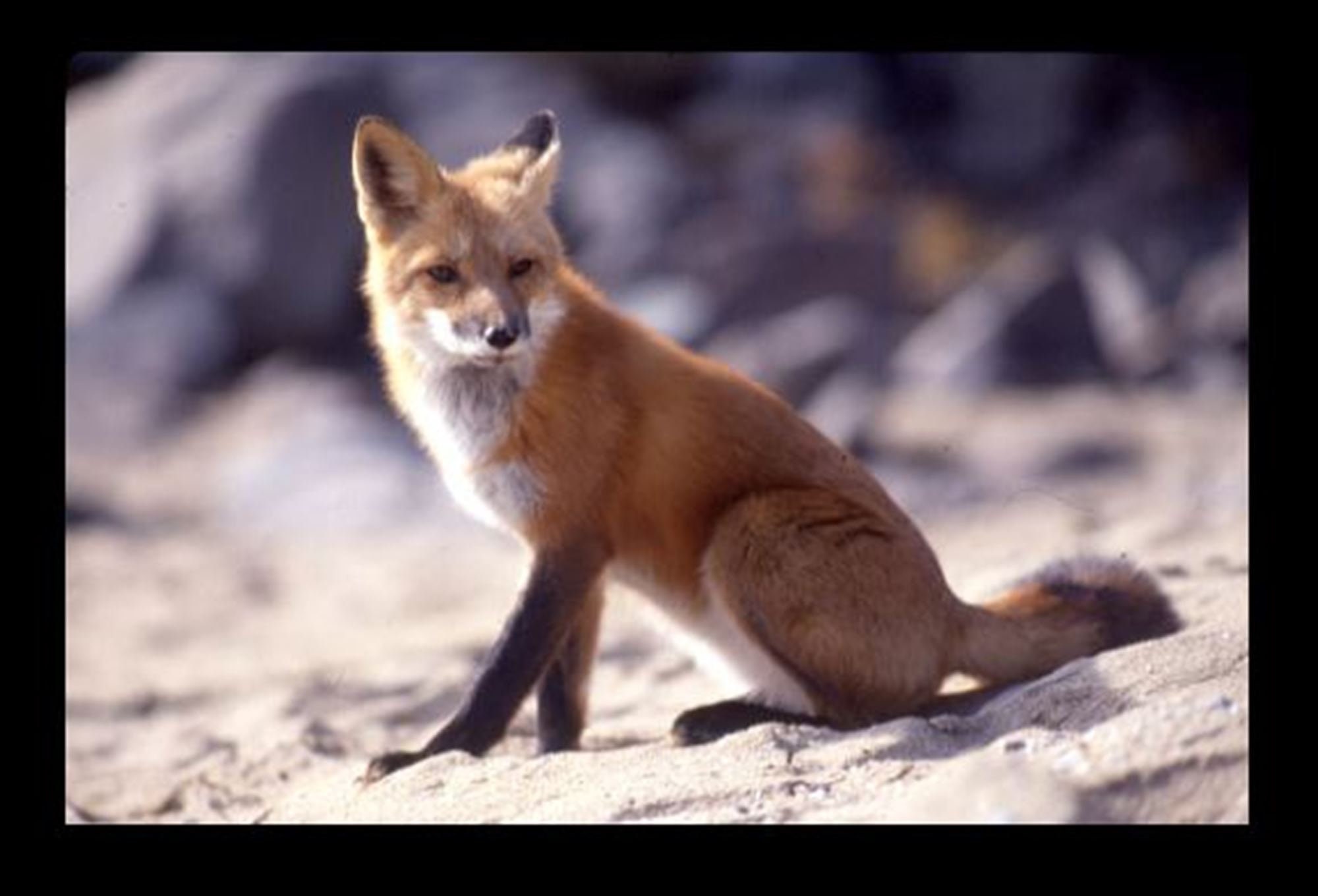 Vintage Terra Cotta Pie Plate. Red Fox in Bas Relief. Handmade Bakeware ...