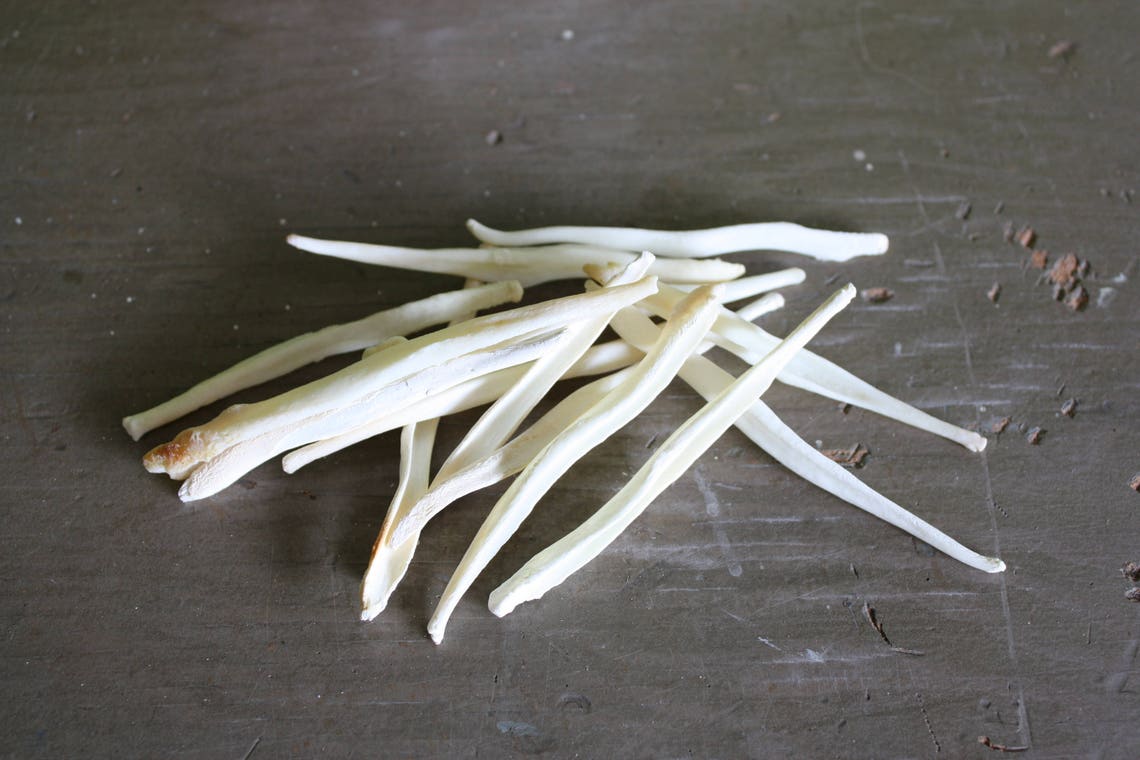 Real Coyote Baculum Penis Bone Etsy