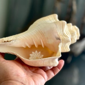Large Conch Seashell Real Natural Shell Decor Nautical House Beach ...
