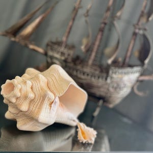 Large Conch Seashell Real Natural Shell Decor Nautical House Beach ...