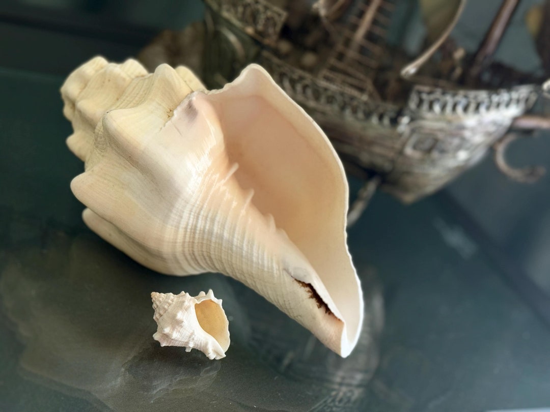 Large Conch Seashell Real Natural Shell Decor Nautical House Beach ...