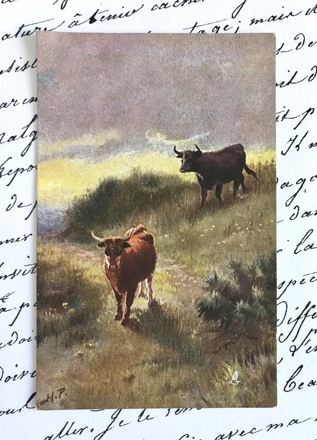 Highland Cattle, Harry Payne, Unused, Raphael Tuck Oilette Antique ...