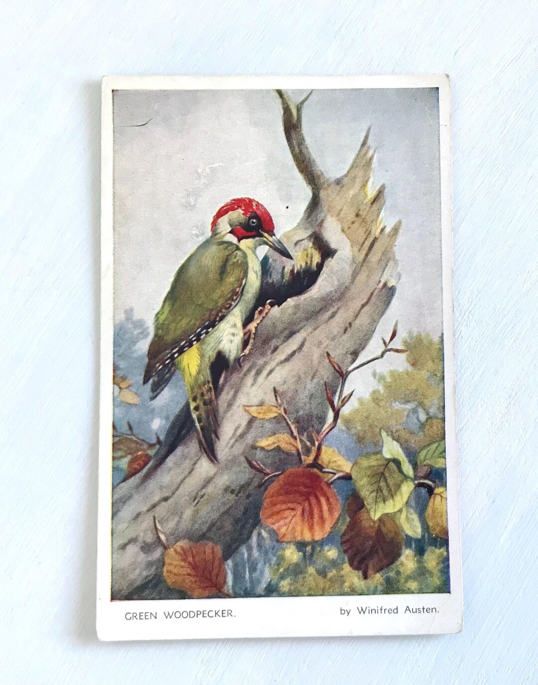 Green Woodpecker on a Tree, Winifred Austen Vintage Postcard - Etsy