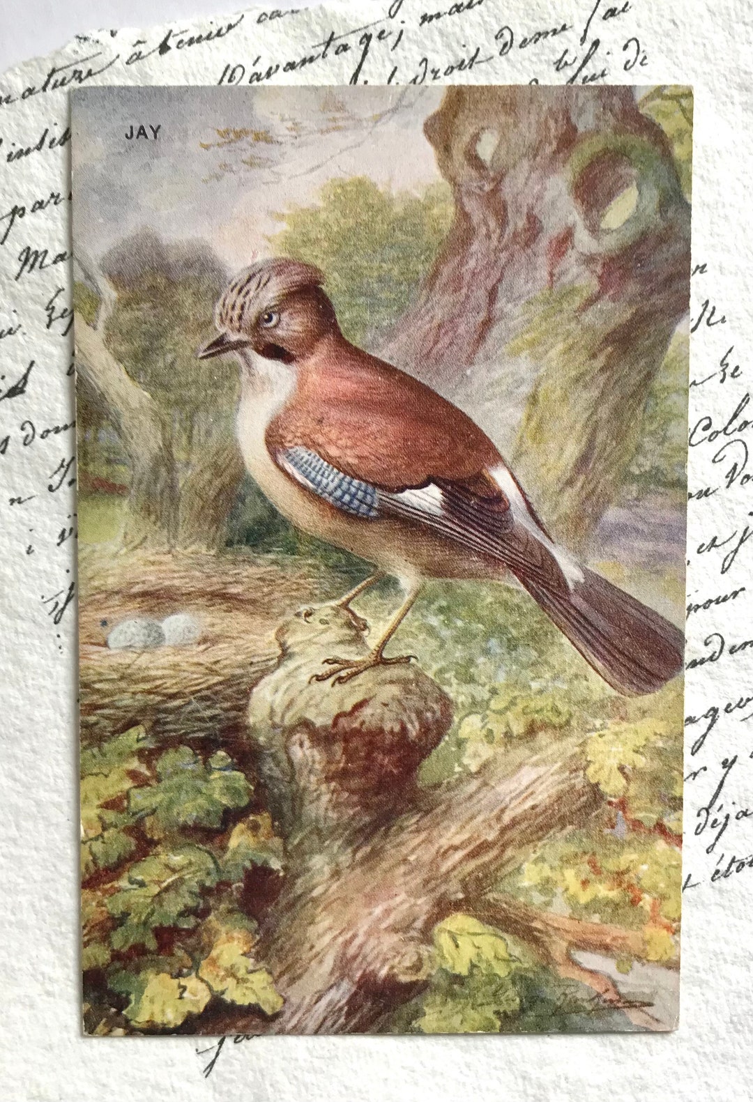 George Rankin Bird Painting, Jay in Nest, Vintage Postcard - Etsy