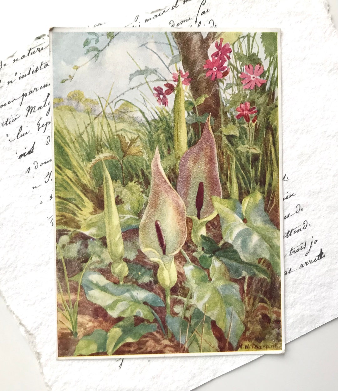 Vintage Postcard, Lords and Ladies, Wild Arum, ‘wildflower Series ...