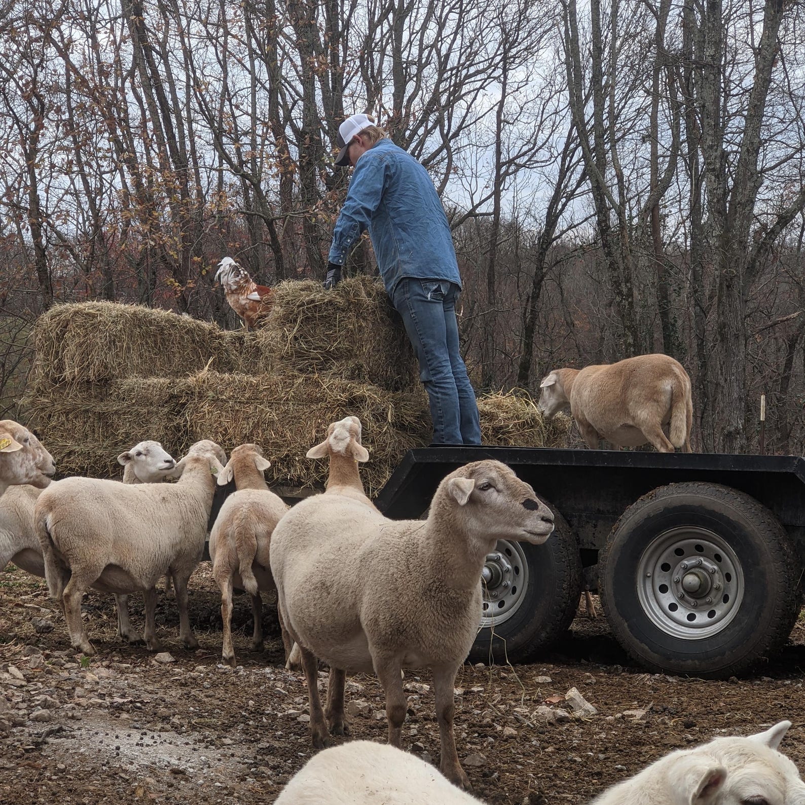American-raised, Pastured Shredded Lamb: the Perfect Protein - Etsy