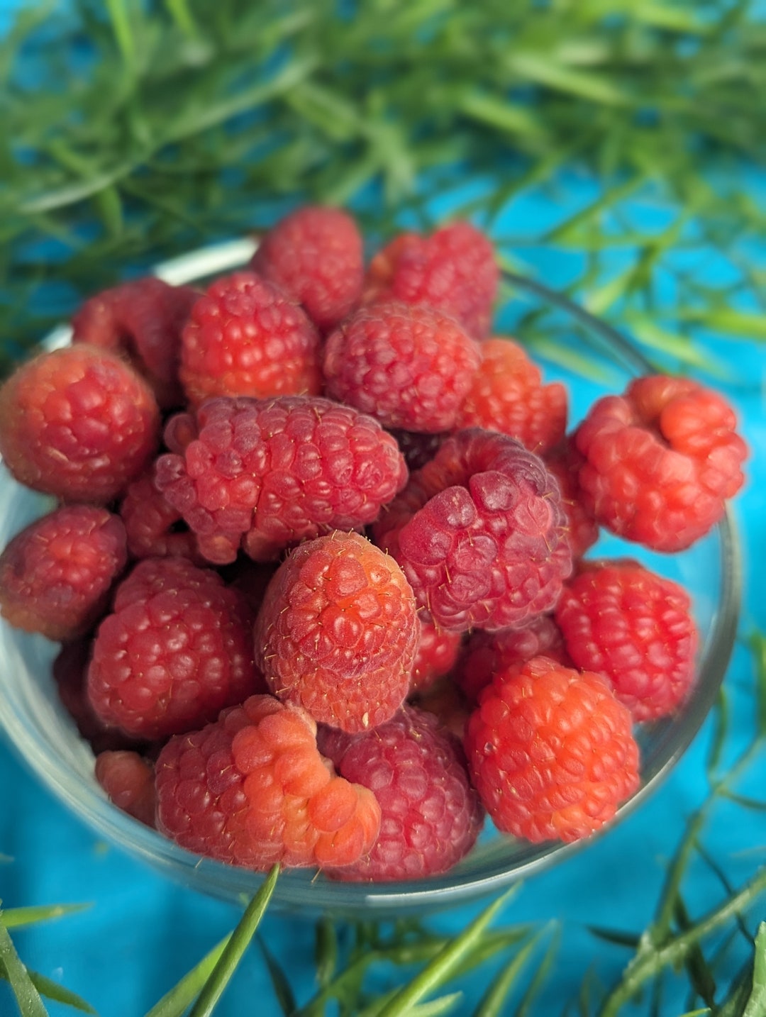 Intensified Berry Bliss: Freeze-dried Raspberries - Etsy