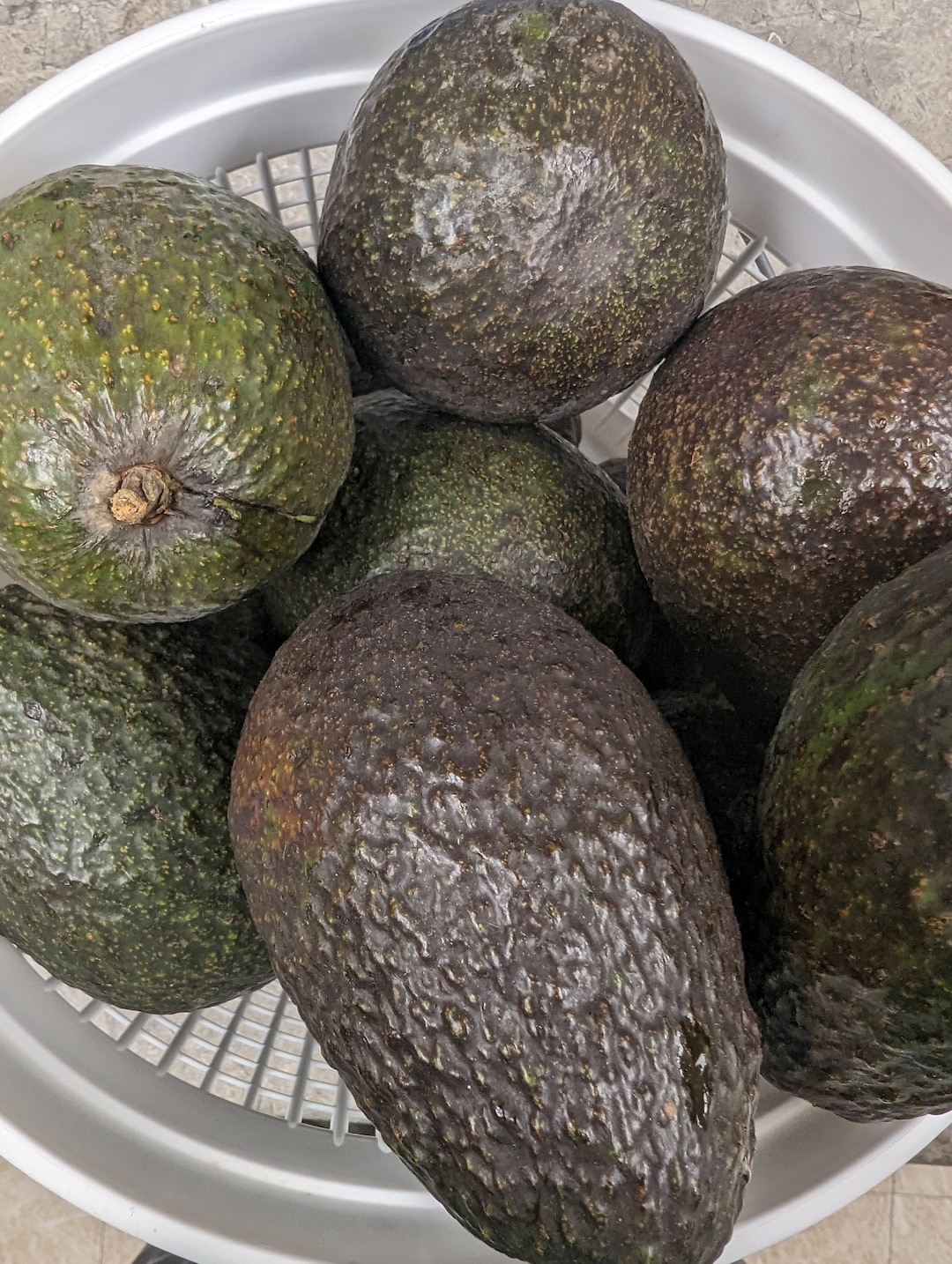 The Power of Avocado, Powdered & Freeze Dried - Etsy