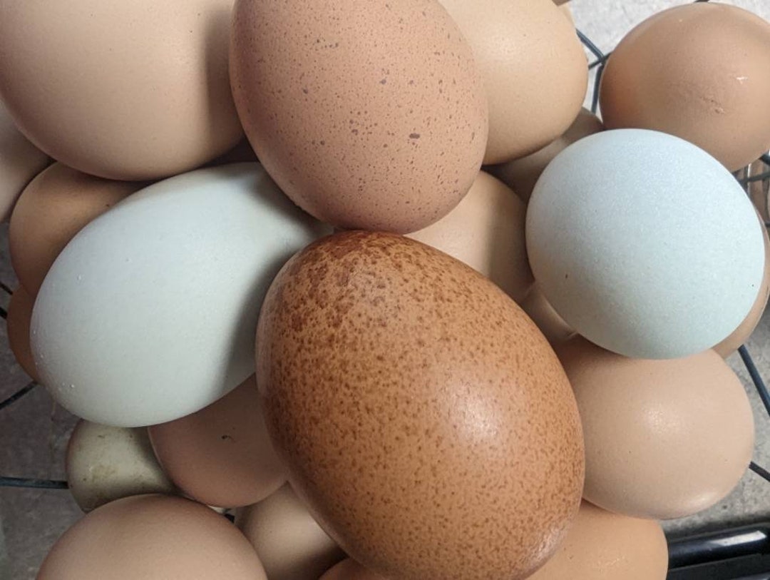 Elevate Your Cooking: Freeze Dried Farm Fresh Free Range Eggs - High ...