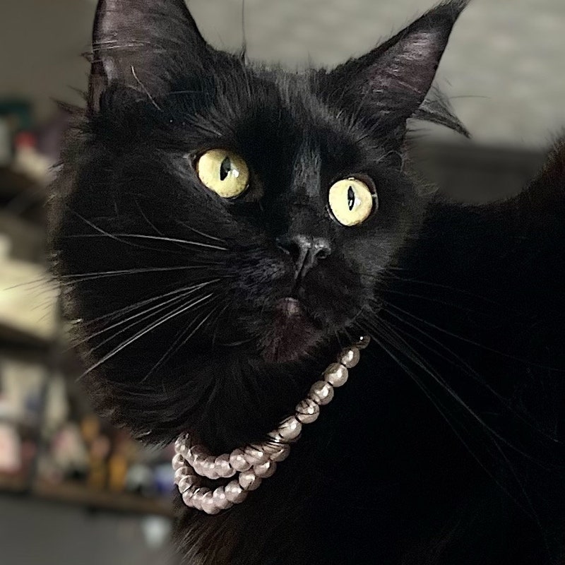 Cat Chains Collar - Etsy