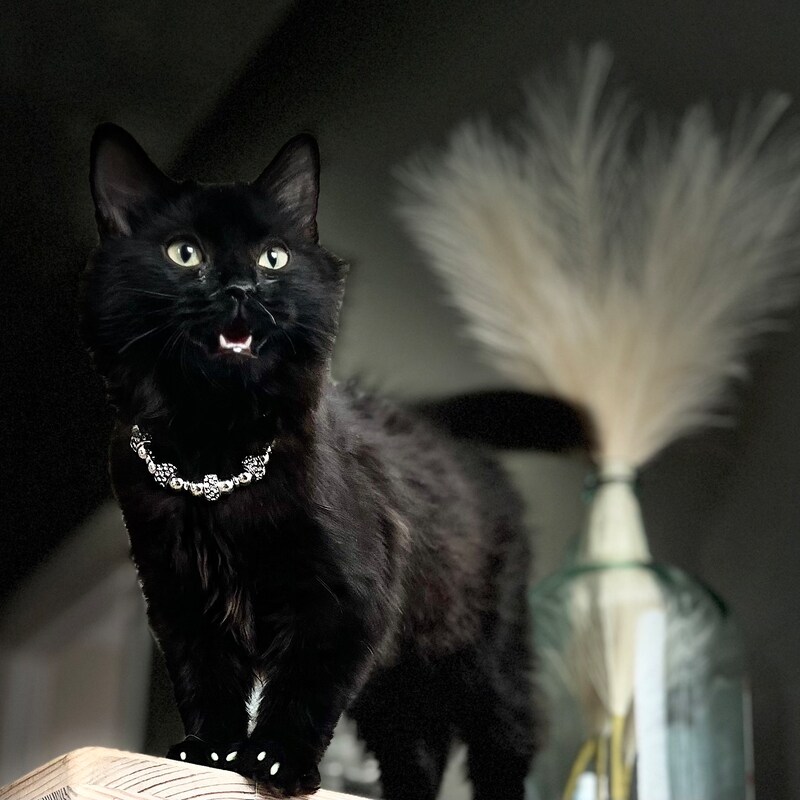 Fancy Cat Collar - Etsy