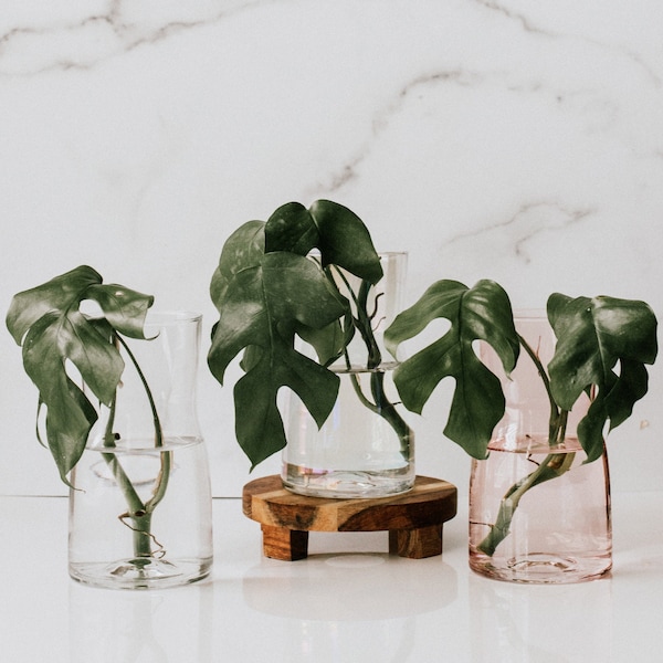 Glass Propagation - Etsy