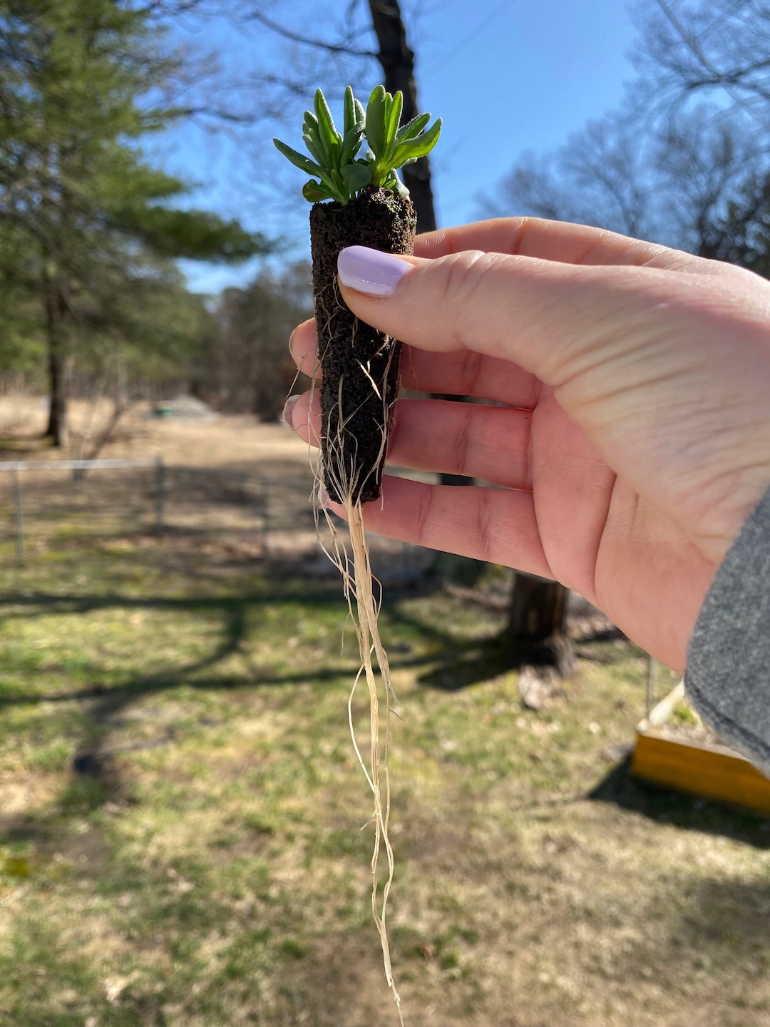 Live 6-pack Lavender Grower's Choice Rooted Seedling Starter Plug ...