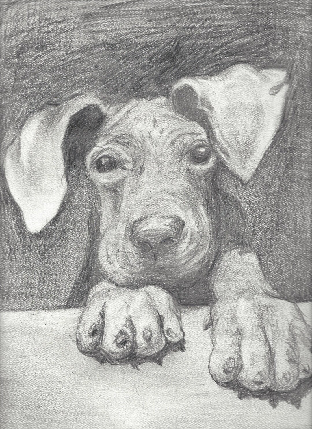 Floppy - Signed Drawing, Puppy, Dog, Animal Lover, Pencil, Sketch - Etsy