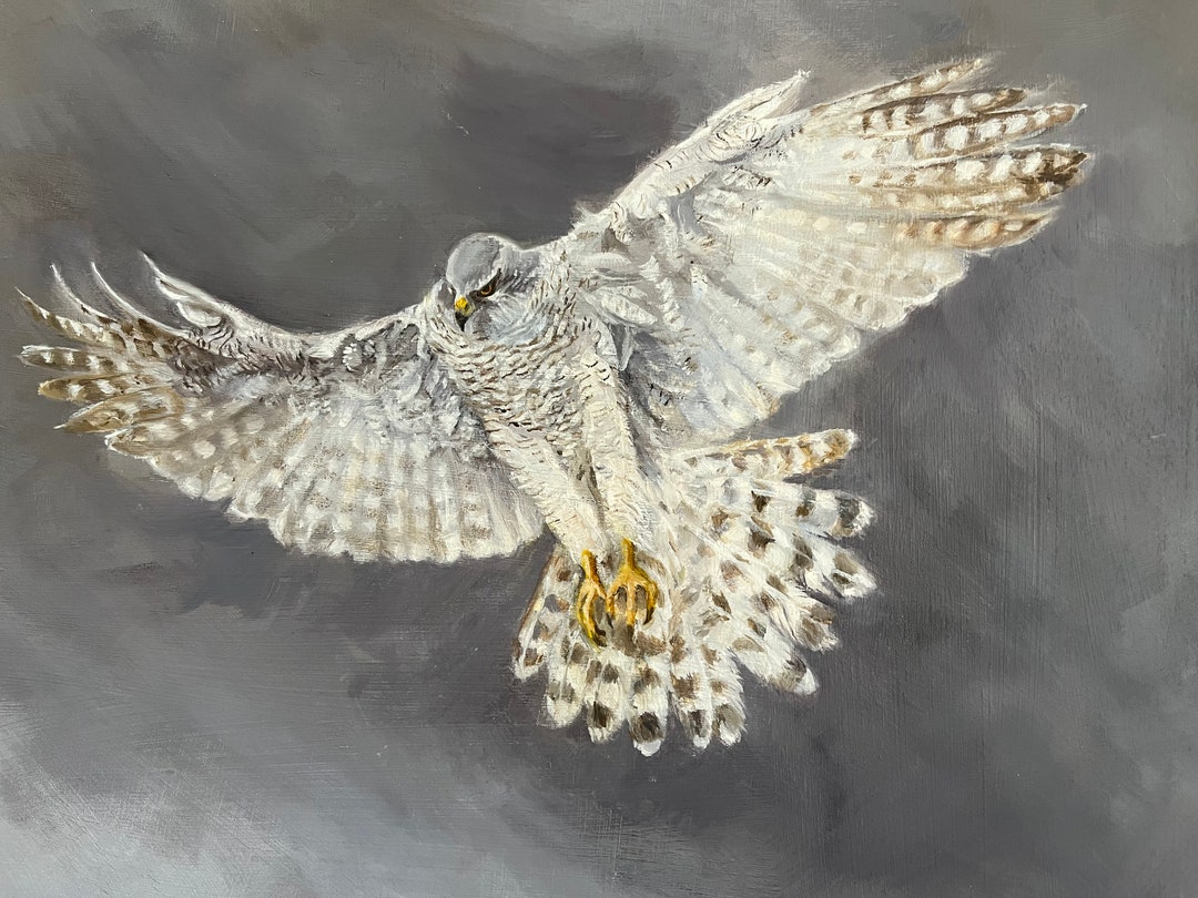 Goshawk in Flight - Etsy