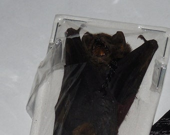 Bat Taxidermy | Etsy