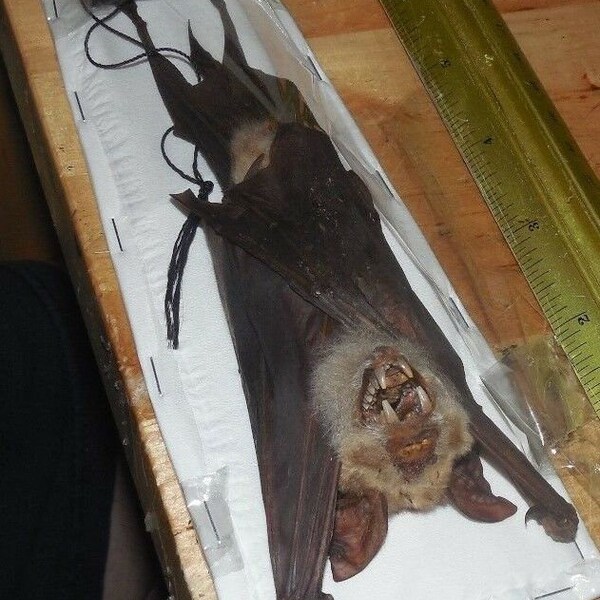 Taxidermy Bat - Etsy