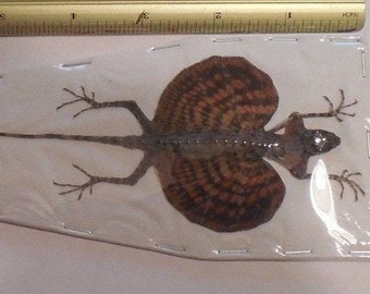 Taxidermy Lizard | Etsy