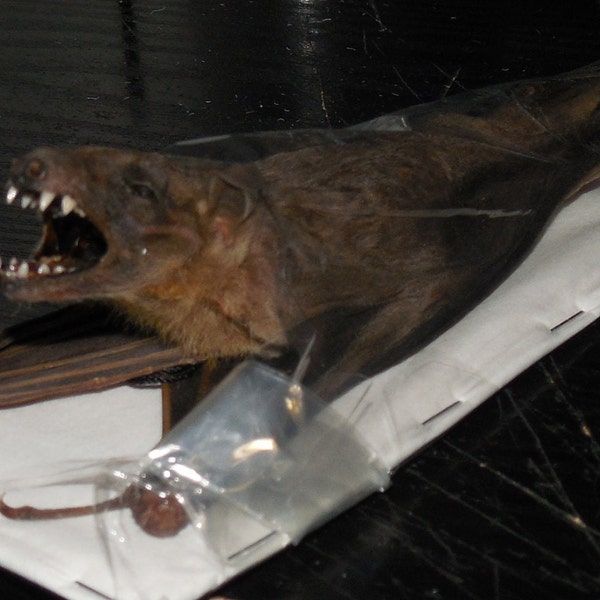 Bat Taxidermy - Etsy