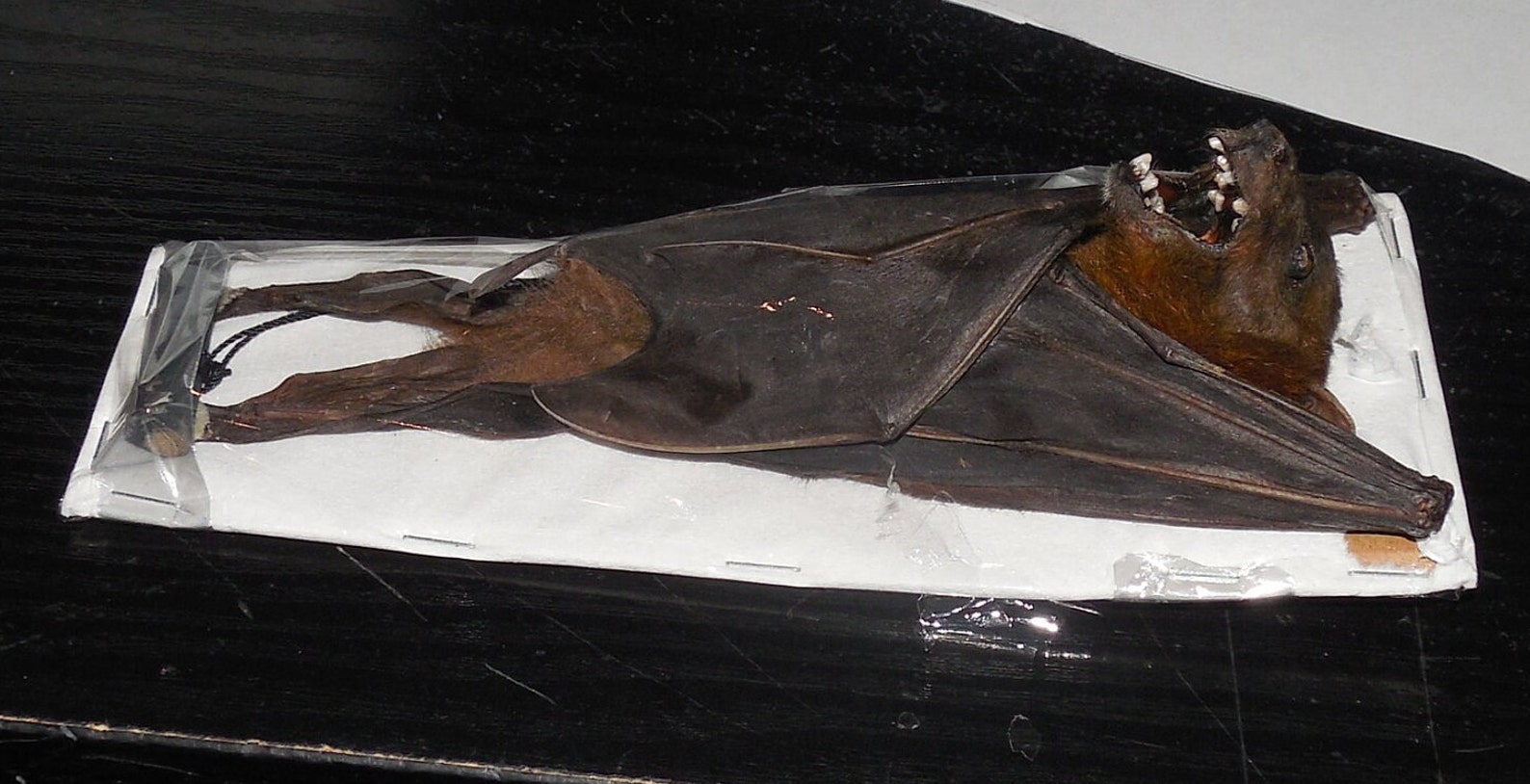 CYNOPTERUS SPHINX Hanging Real Bat Taxidermy Fast Ship - Etsy