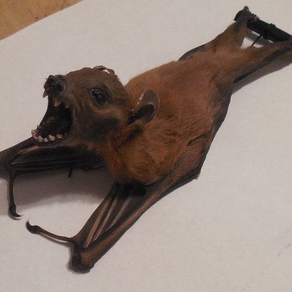 Taxidermy Bat - Etsy