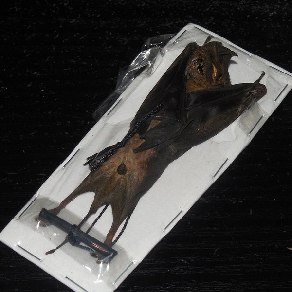 Bat Taxidermy - Etsy