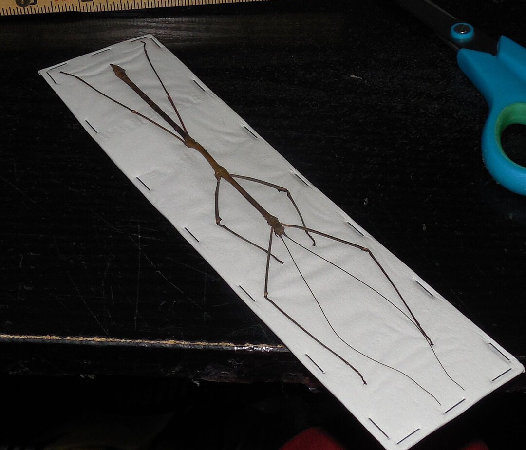 Lonchodes Modestus Real Stick Insect - Etsy
