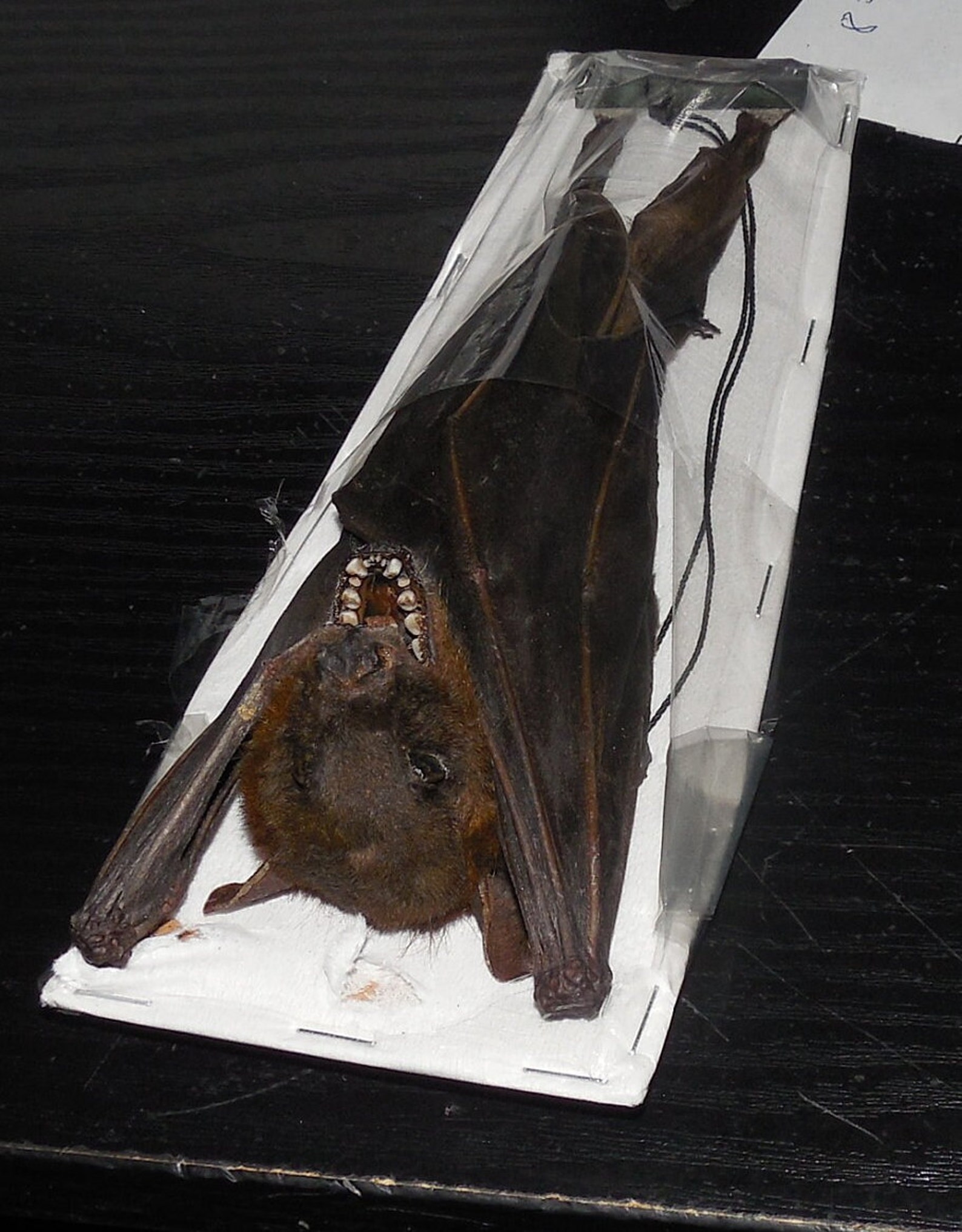 CYNOPTERUS SPHINX Hanging Real Bat Taxidermy Fast Ship - Etsy