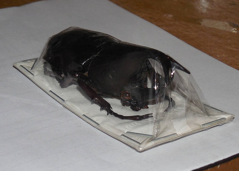 65MM XYLOTRUPES SOCRATES Real Insect Indonesia Taxidermy - Etsy