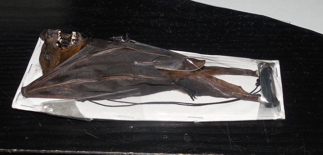 CYNOPTERUS SPHINX Hanging Real Bat Taxidermy Fast Ship - Etsy