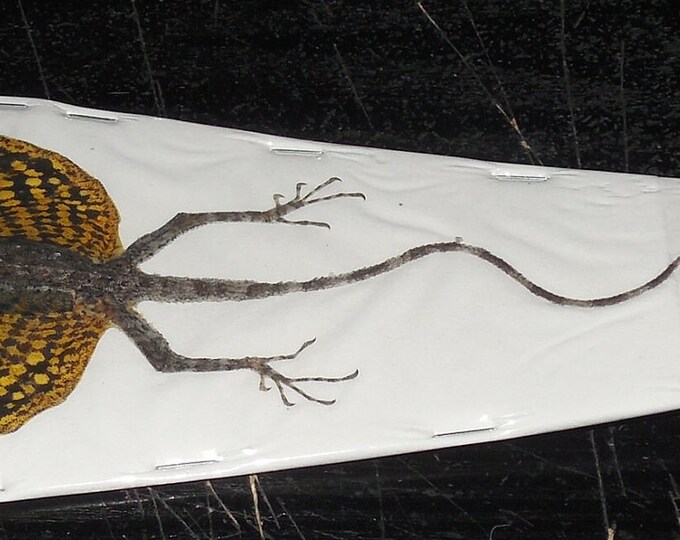 Female Draco HAEMATOPOGON Curved Tail Flying Lizard Real Taxidermy Fast ...