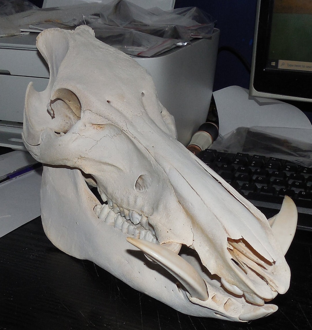 Wild Boar Skull Real Taxidermy U.S. Seller Fast Ship - Etsy