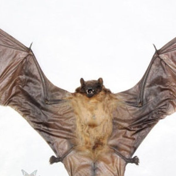 Bat Taxidermy - Etsy