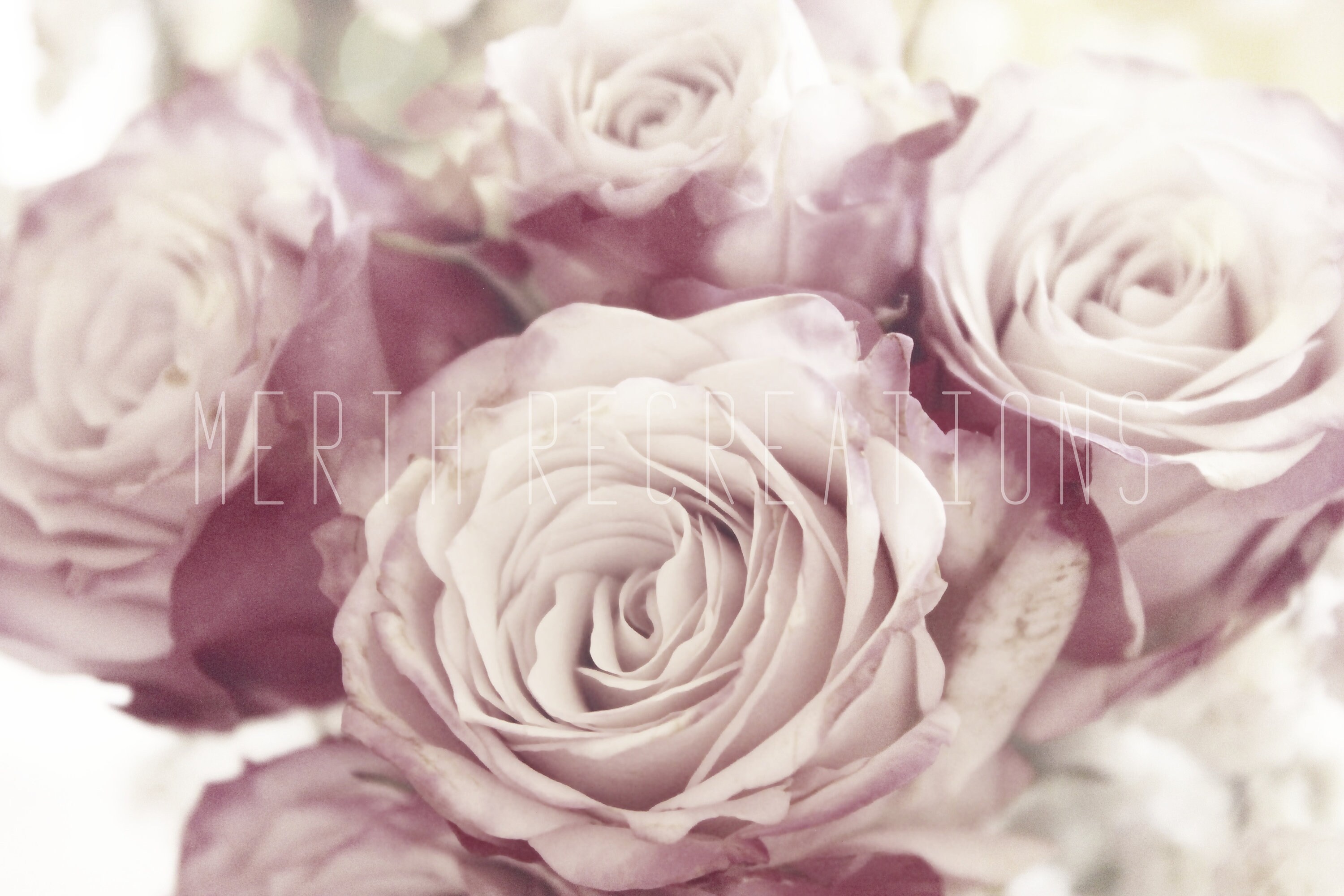 Pink Rose Original Photo, Flower, Nursery, Wedding, Wall Decor, Instant ...