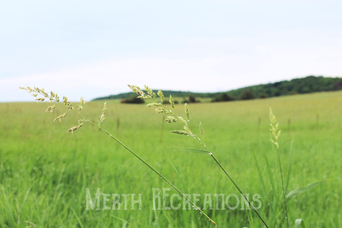 Michigan Field With Morning Dew Original Photo, Wall Art, Digital ...