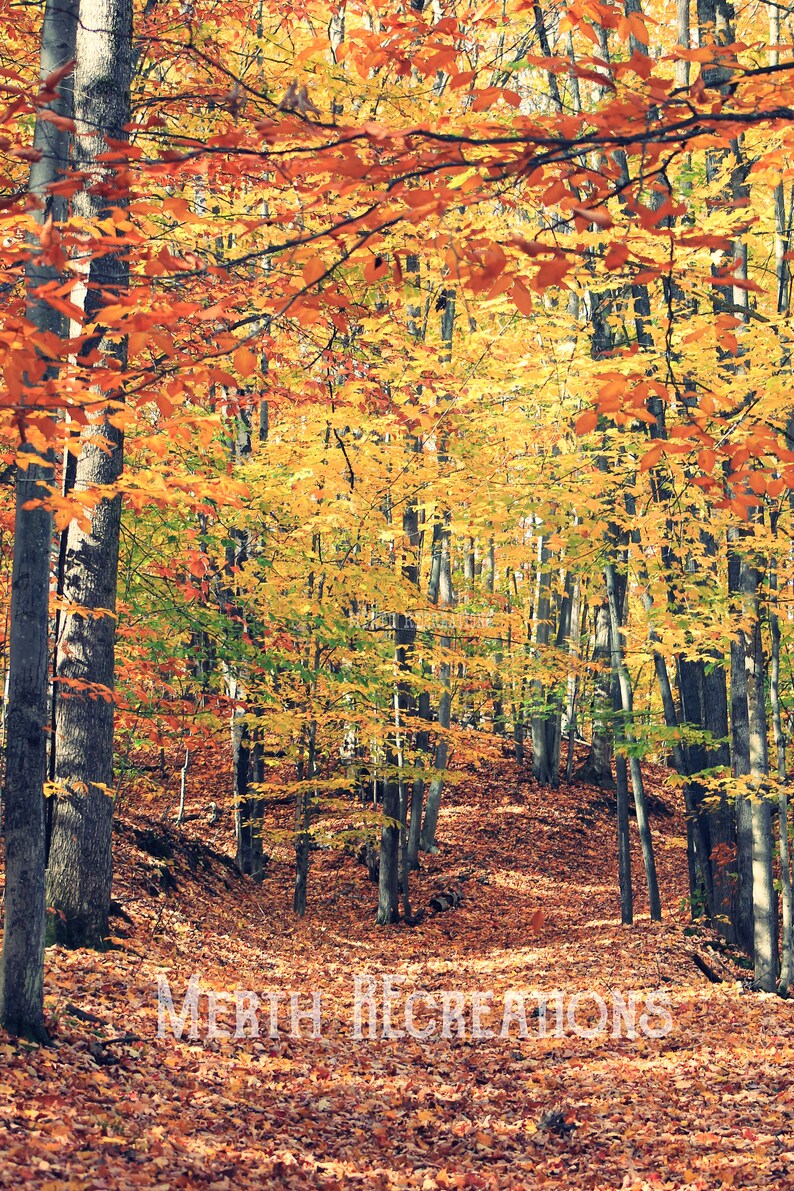 Fall in the Woods Original Photo, Wall Art, Digital Download, Digital ...