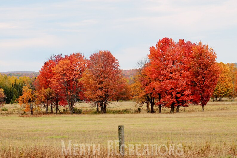 Michigan Trees in Fall Original Photo, Wall Art, Digital Download ...