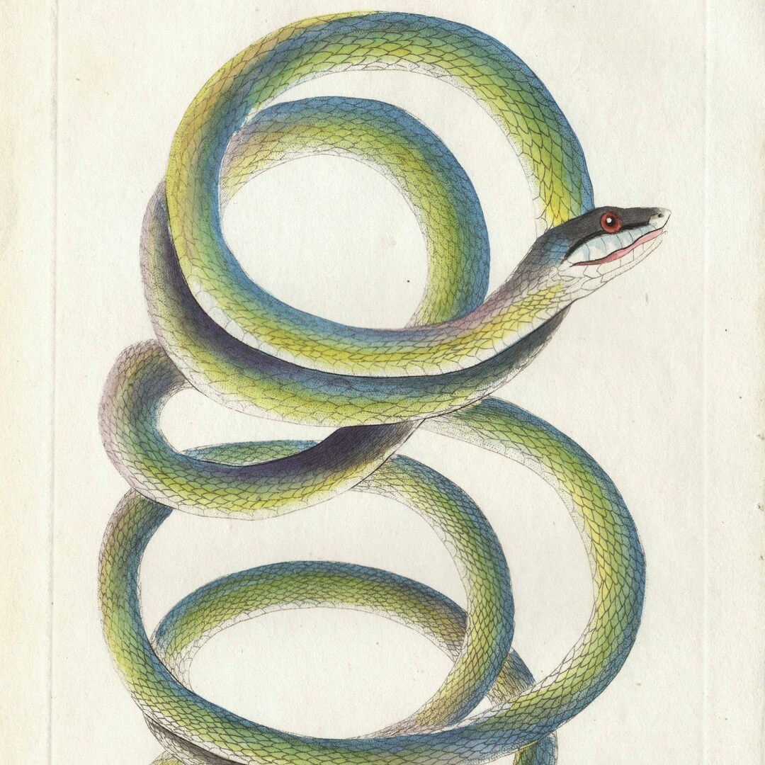 Rare 1790 Shaw & Nodder Hand-colored Snake Engraving No. 209 GILDED ...