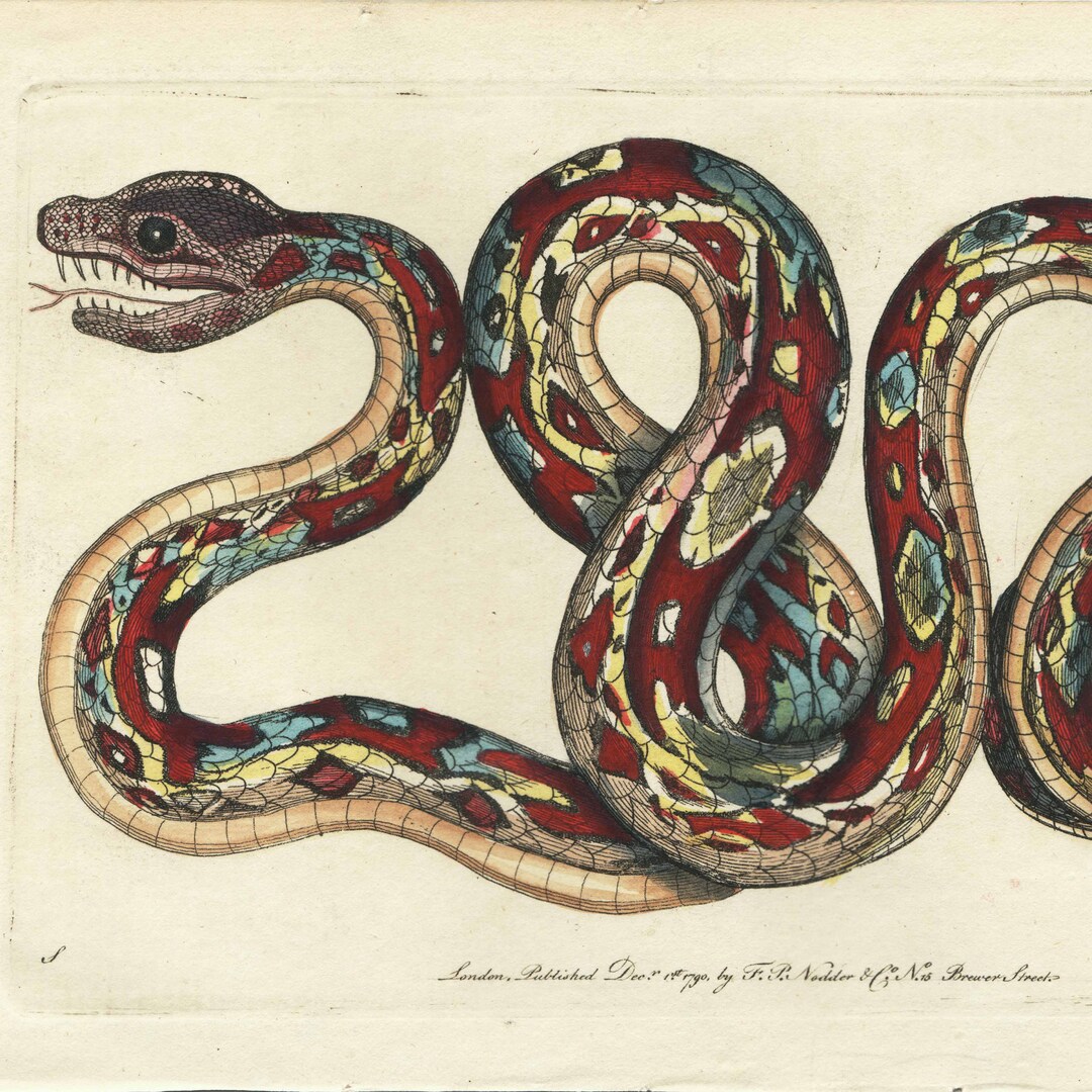 Rare 1790 Shaw & Nodder Hand-colored Snake Engraving 51 GREAT BOA - Etsy