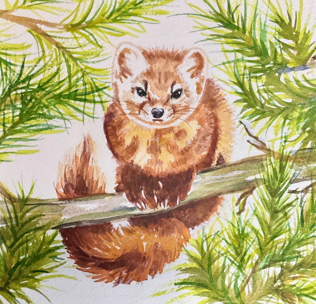 Original Painting of American Pine Martin on Branch, 7 X 7, Watercolor ...