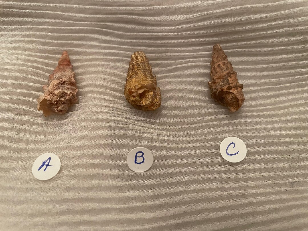 Rare!! Knobby Gastropod Shell Fossil From Morocco. - Etsy