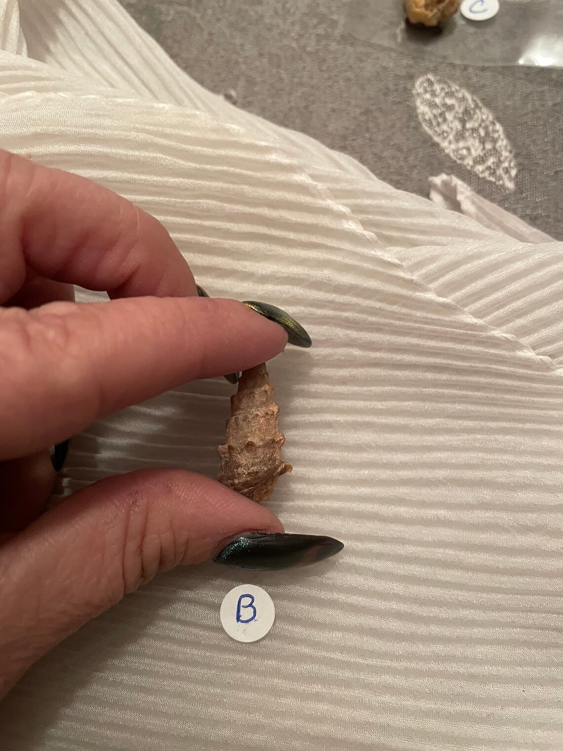 Rare Knobby Gastropod Shell Fossil From Morocco. - Etsy