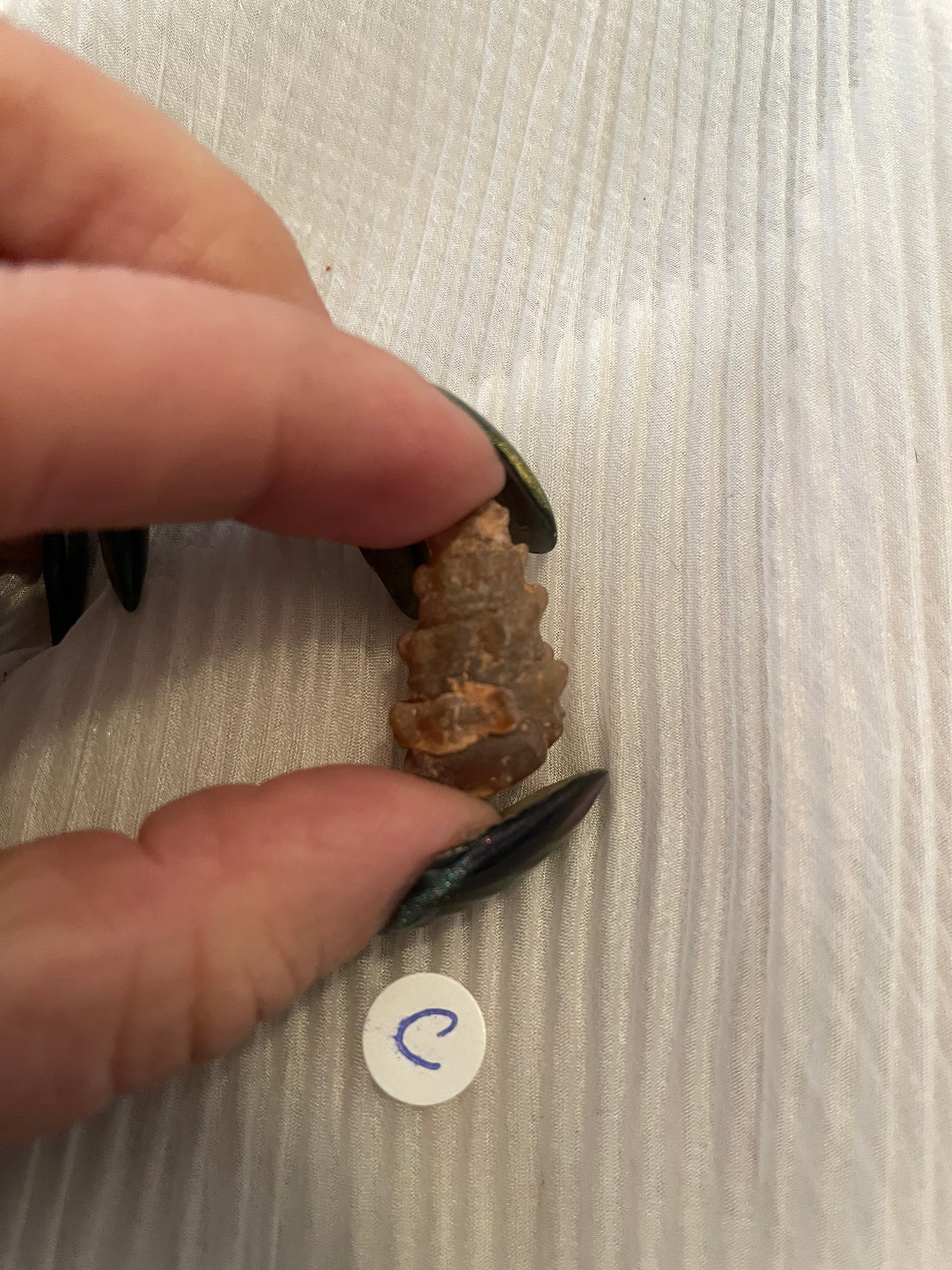 Rare Knobby Gastropod Shell Fossil From Morocco | Etsy