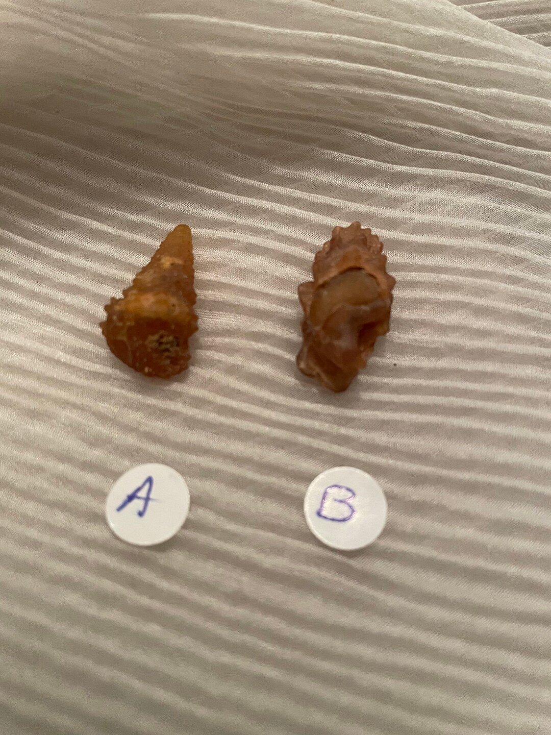 Rare!! Knobbly Gastropod Shell Fossil From Morocco - Etsy