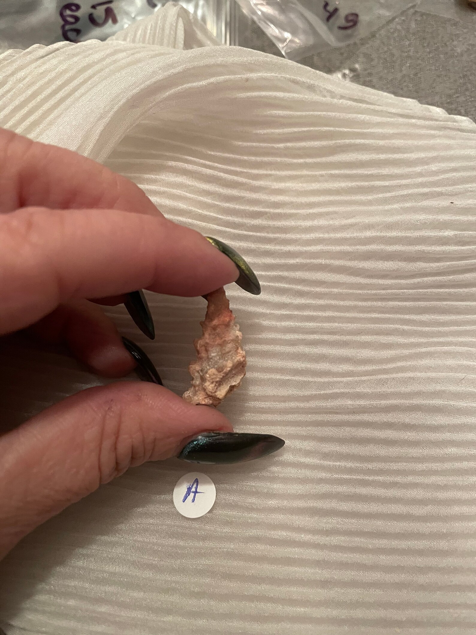 Rare Knobby Gastropod Shell Fossil From Morocco. - Etsy