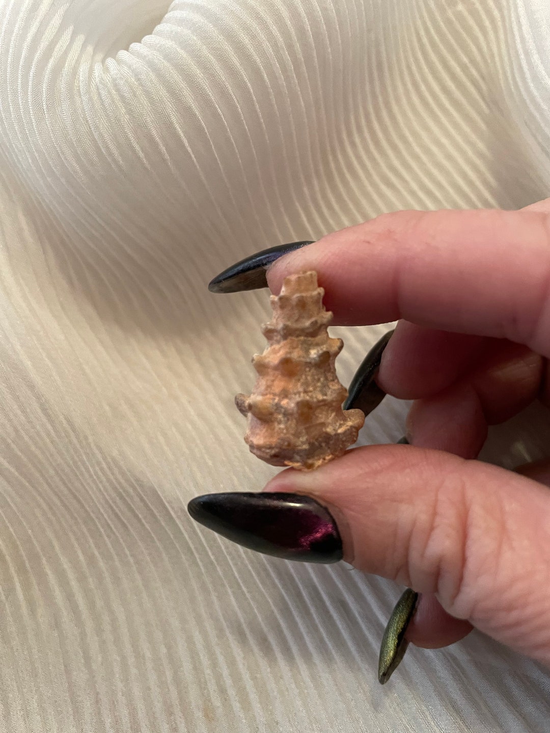 Rare Knobbly Gastropod Shell Fossil - Etsy