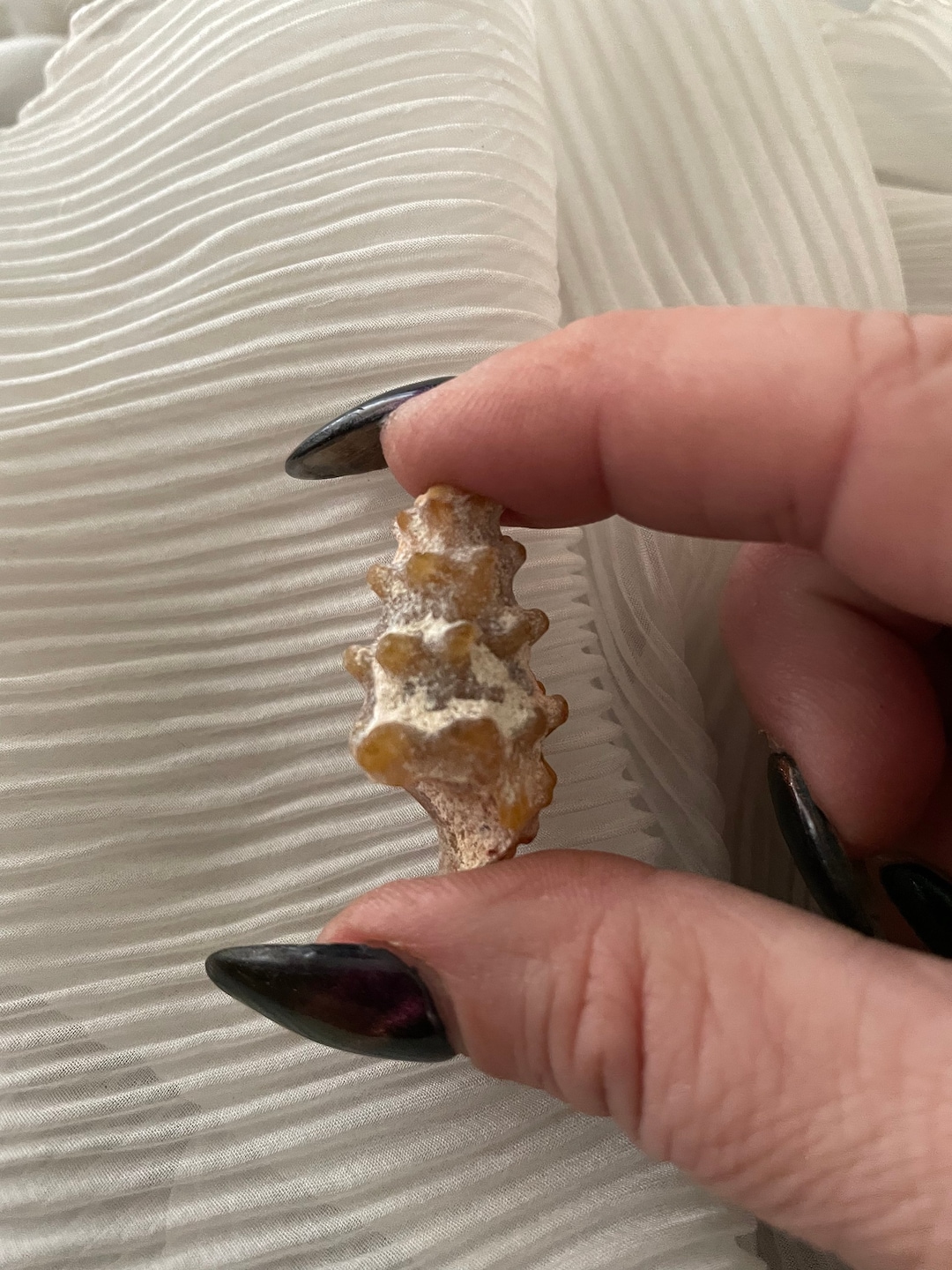 Rare Knobbly Gastropod Shell Fossil - Etsy