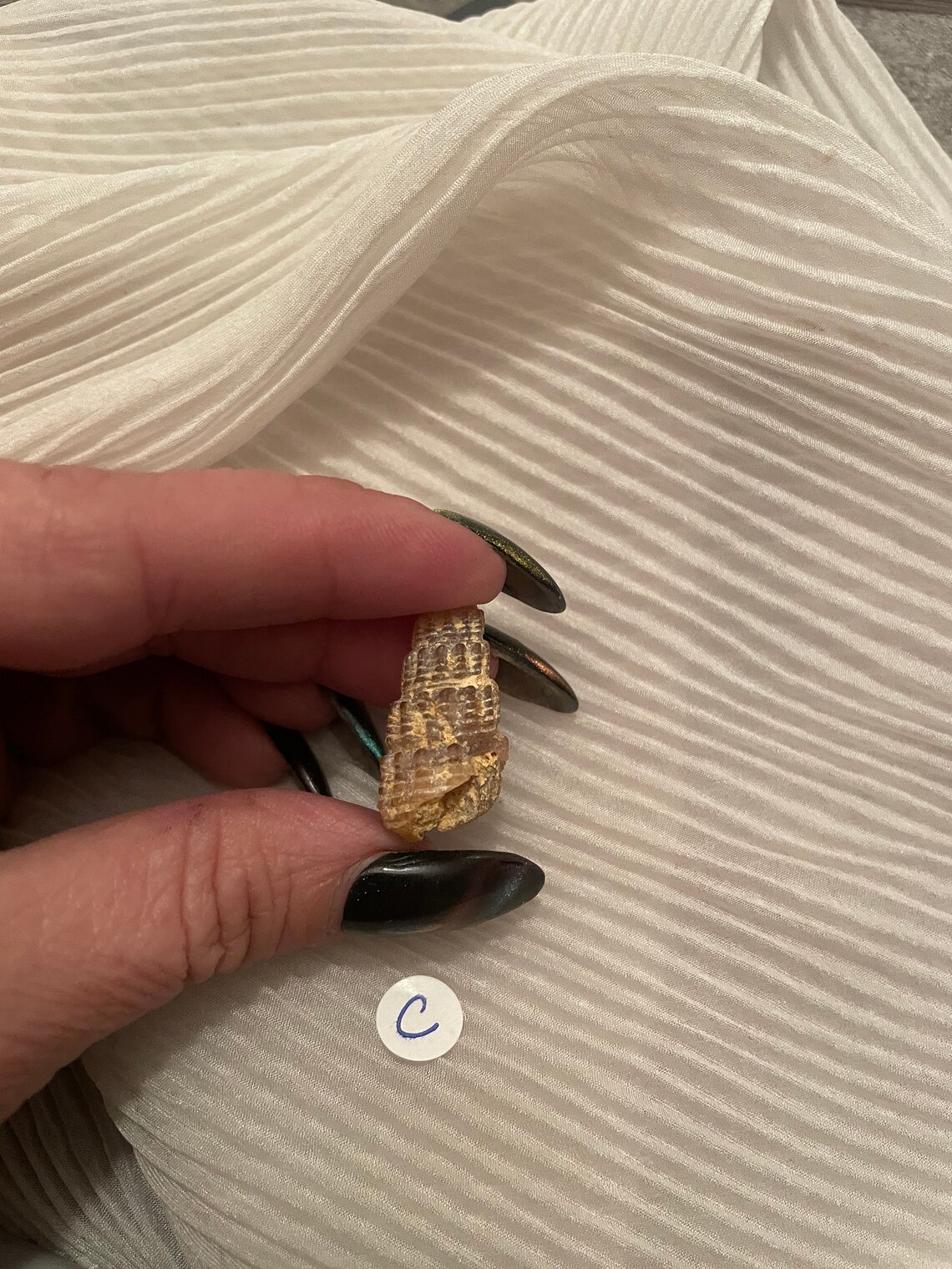 Rare Knobby Gastropod Shell Fossil From Morocco. - Etsy